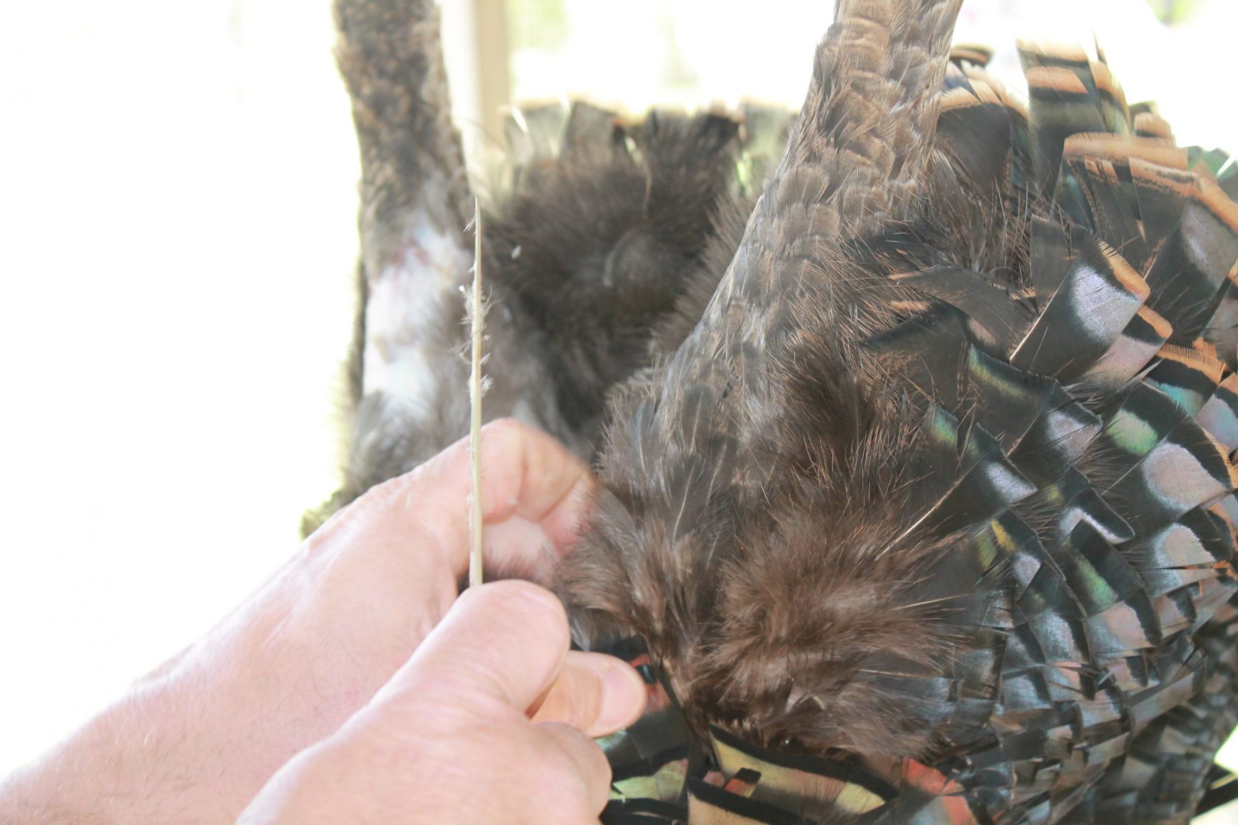 Harvesting, Processing, and Cooking Wild Turkey - Backyard Poultry